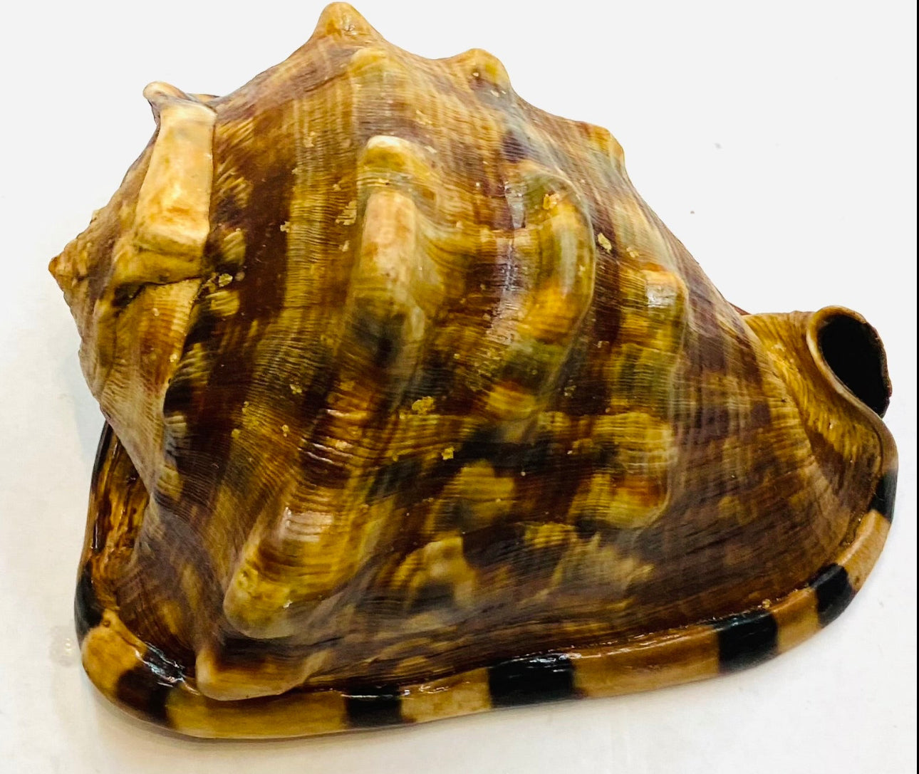 Seashell /cascara del mar – marielarts